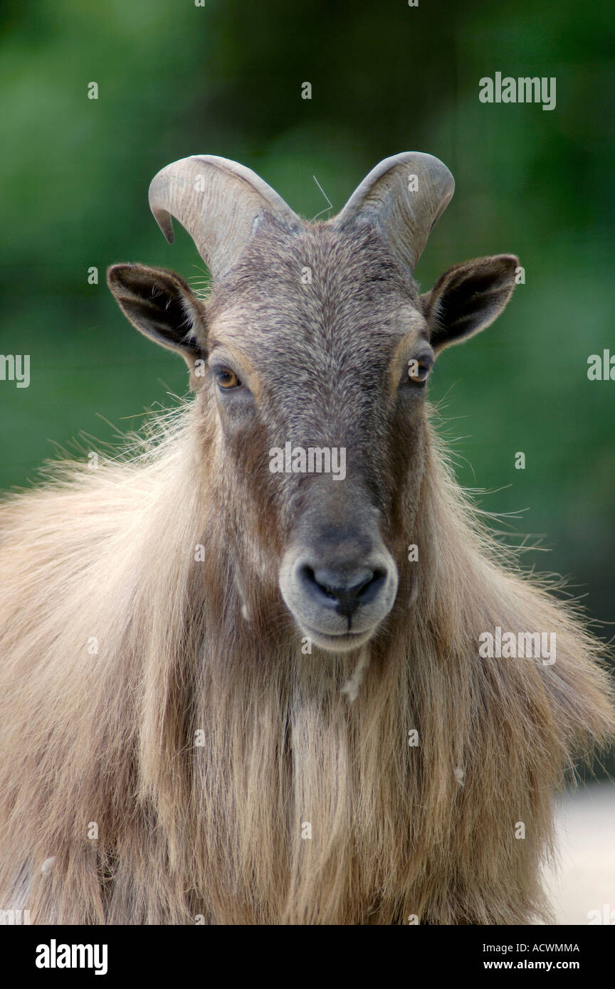 Himalayan thar hi-res stock photography and images - Alamy