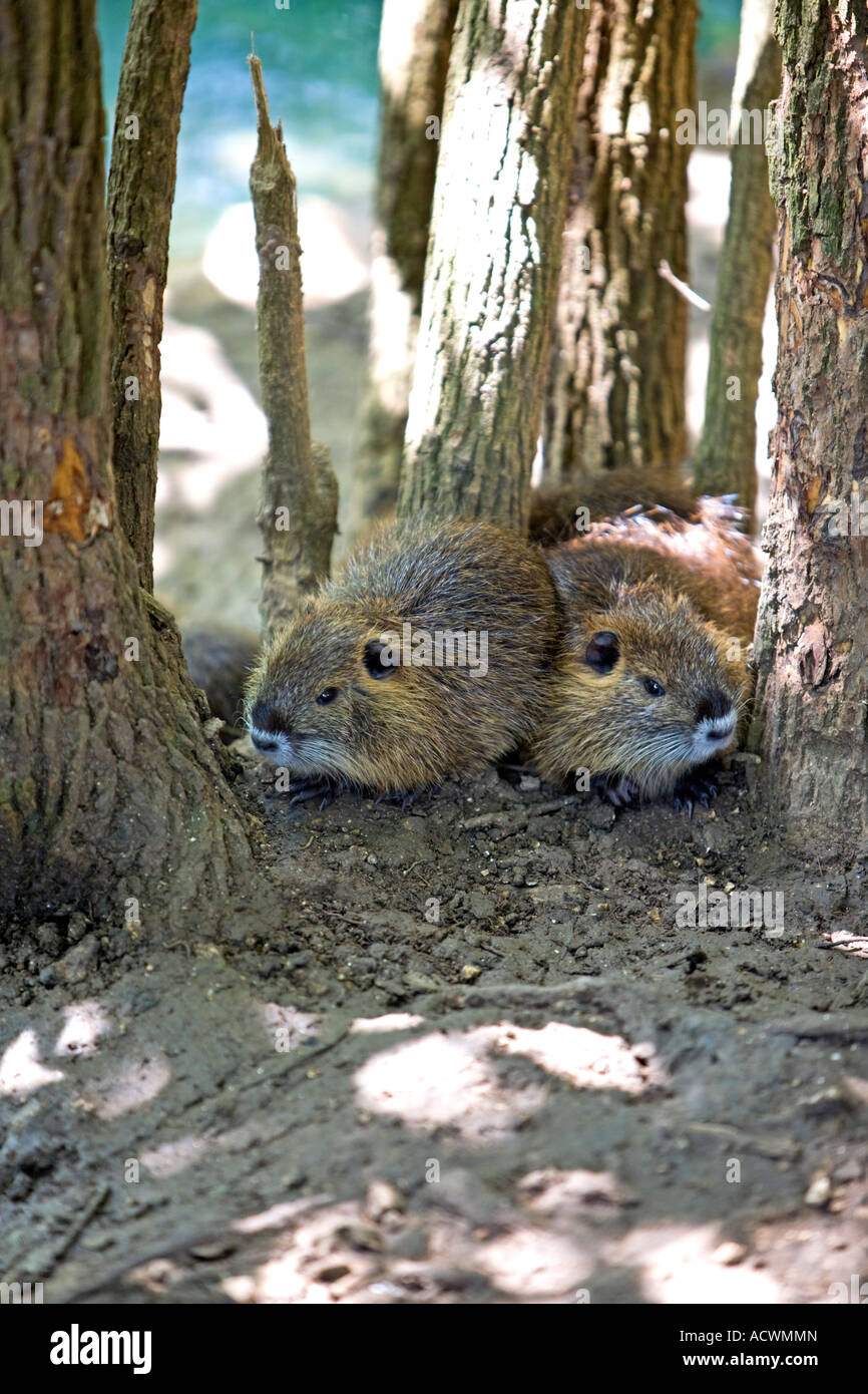 Rat under the tree hi-res stock photography and images - Alamy