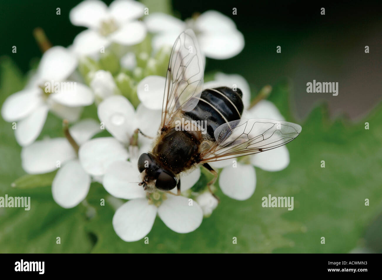 Spiderfly hi-res stock photography and images - Alamy