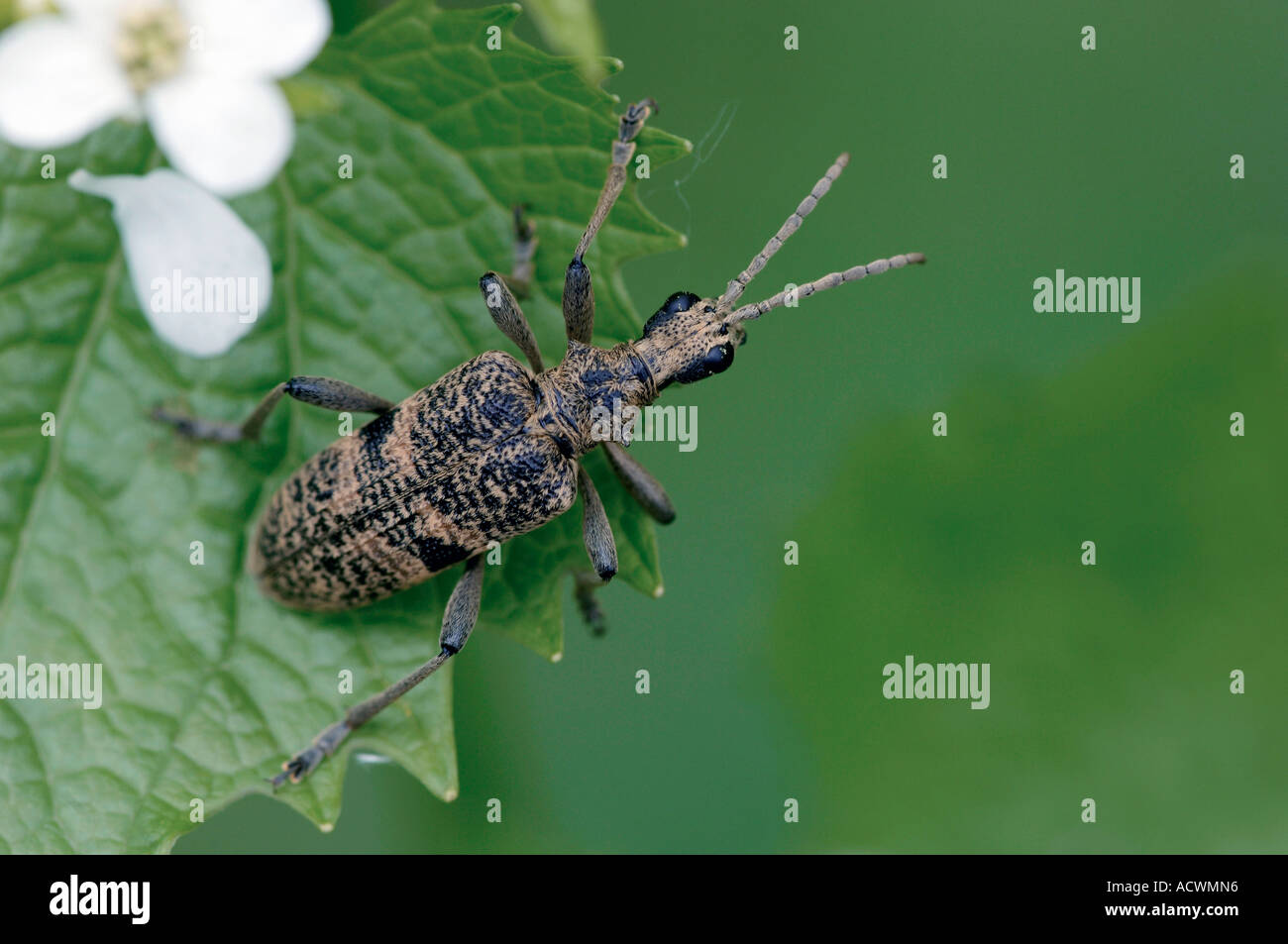 Support beetle hi-res stock photography and images - Alamy
