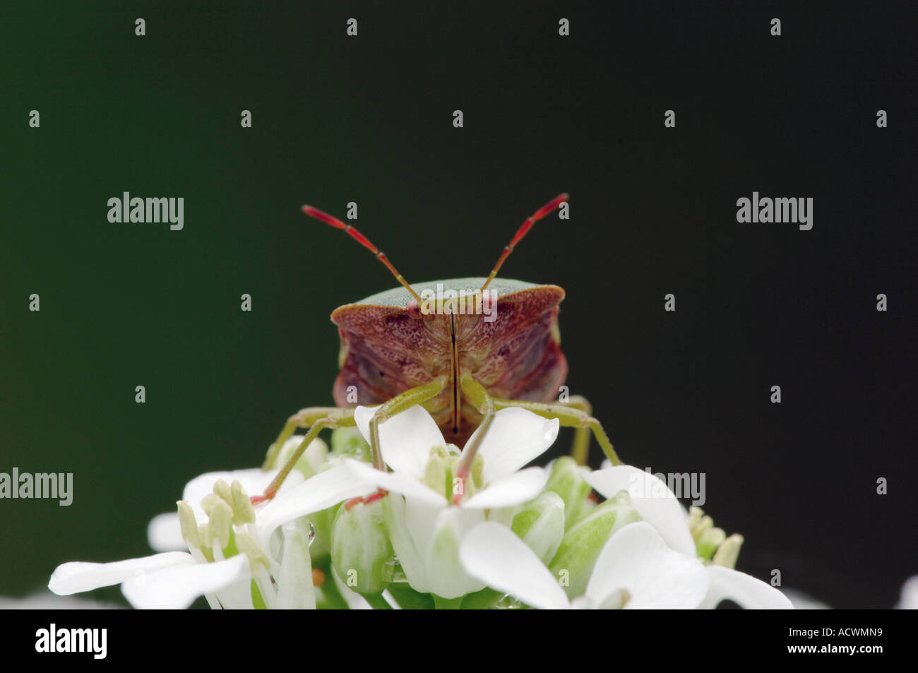 Common Green Shield Bug Stock Photo - Alamy