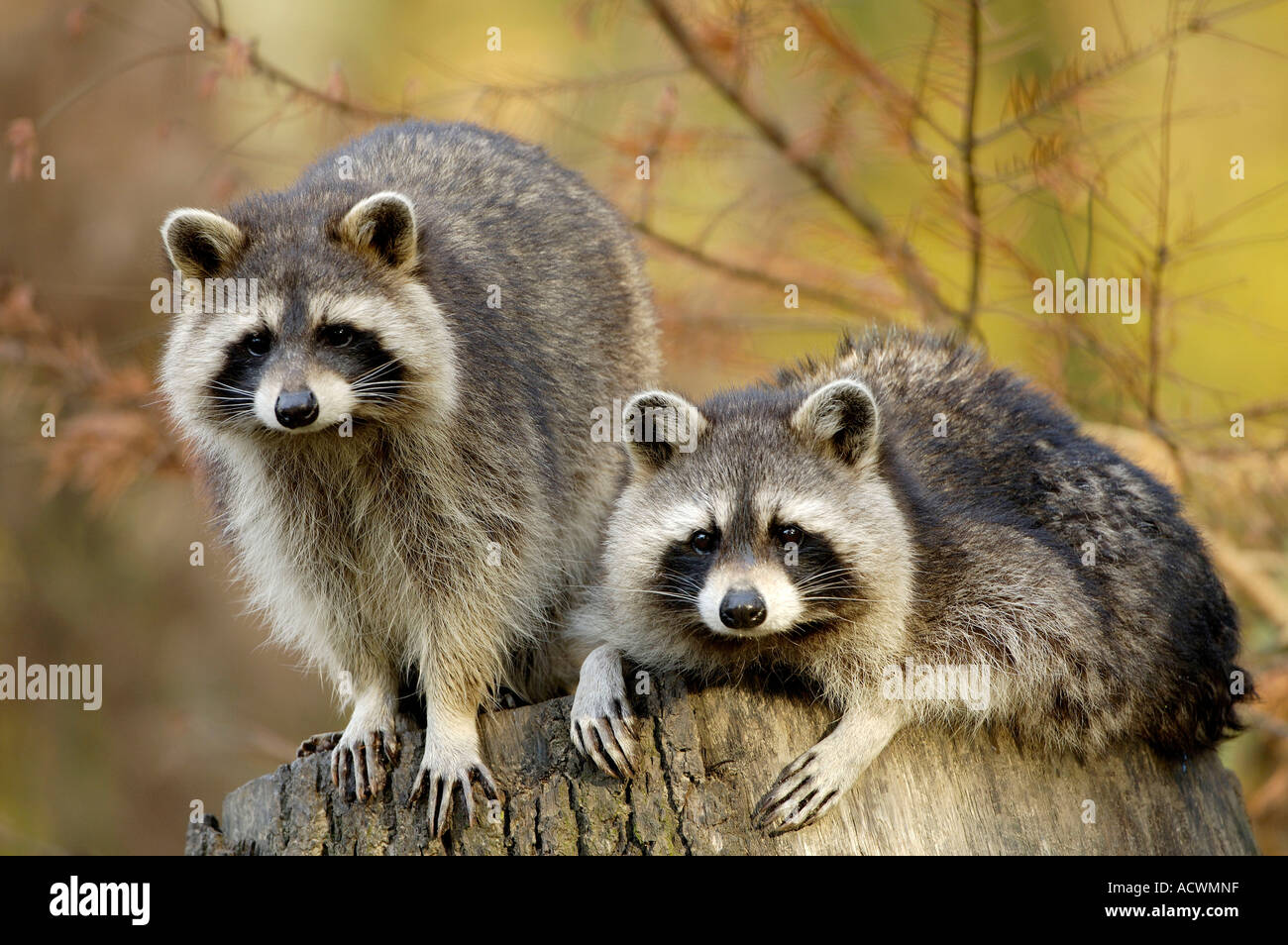 Pair of raccoons hi-res stock photography and images - Alamy