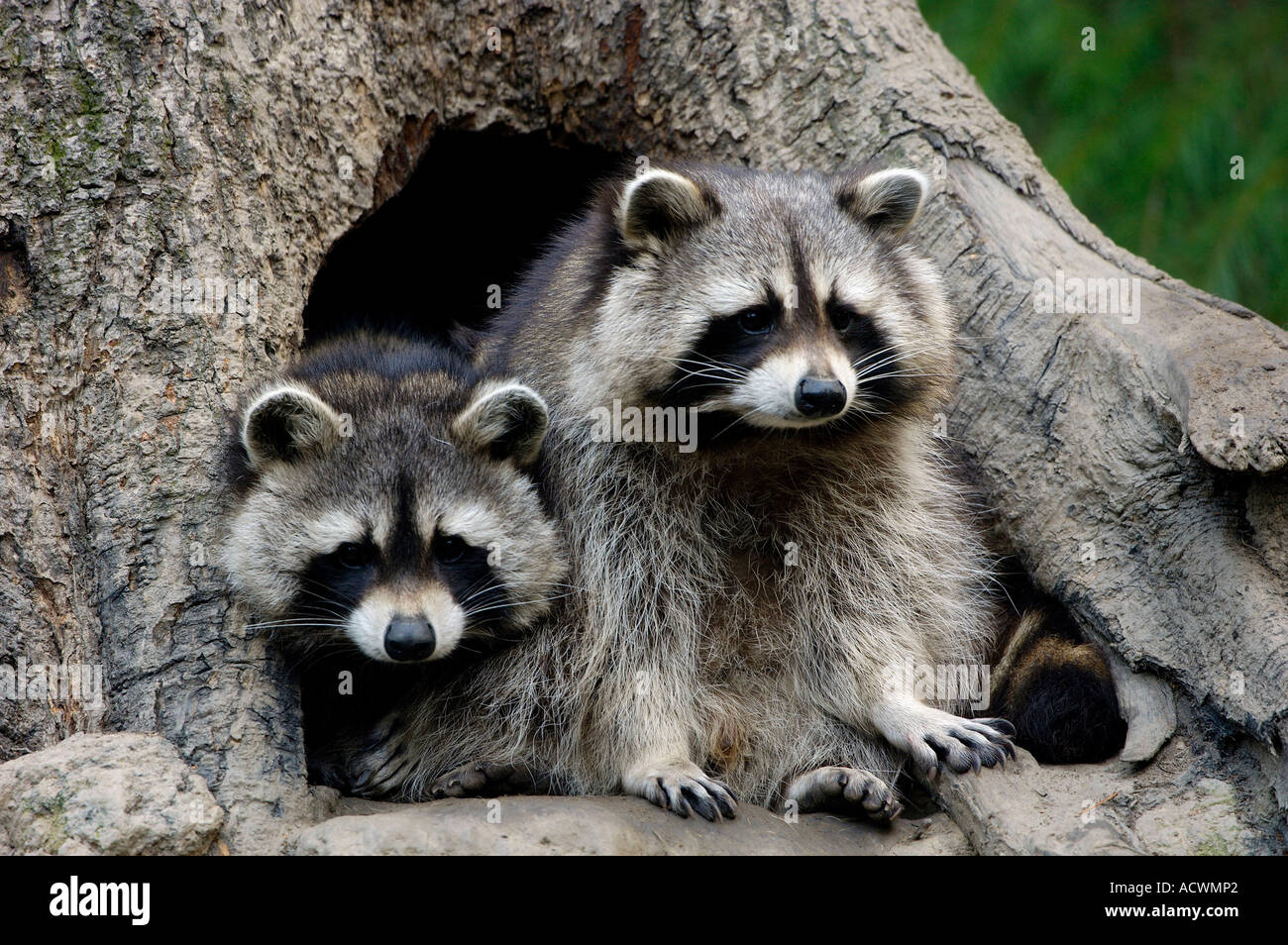 Pair of raccoons hi-res stock photography and images - Alamy