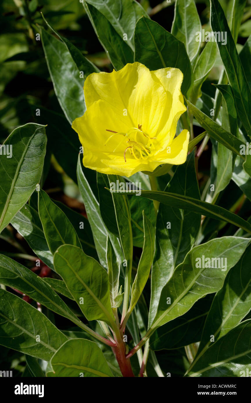 Common Evening Primrose Stock Photo - Alamy