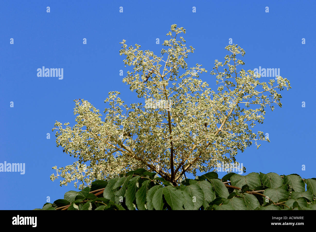 Japanese Angelica Tree Stock Photo - Alamy
