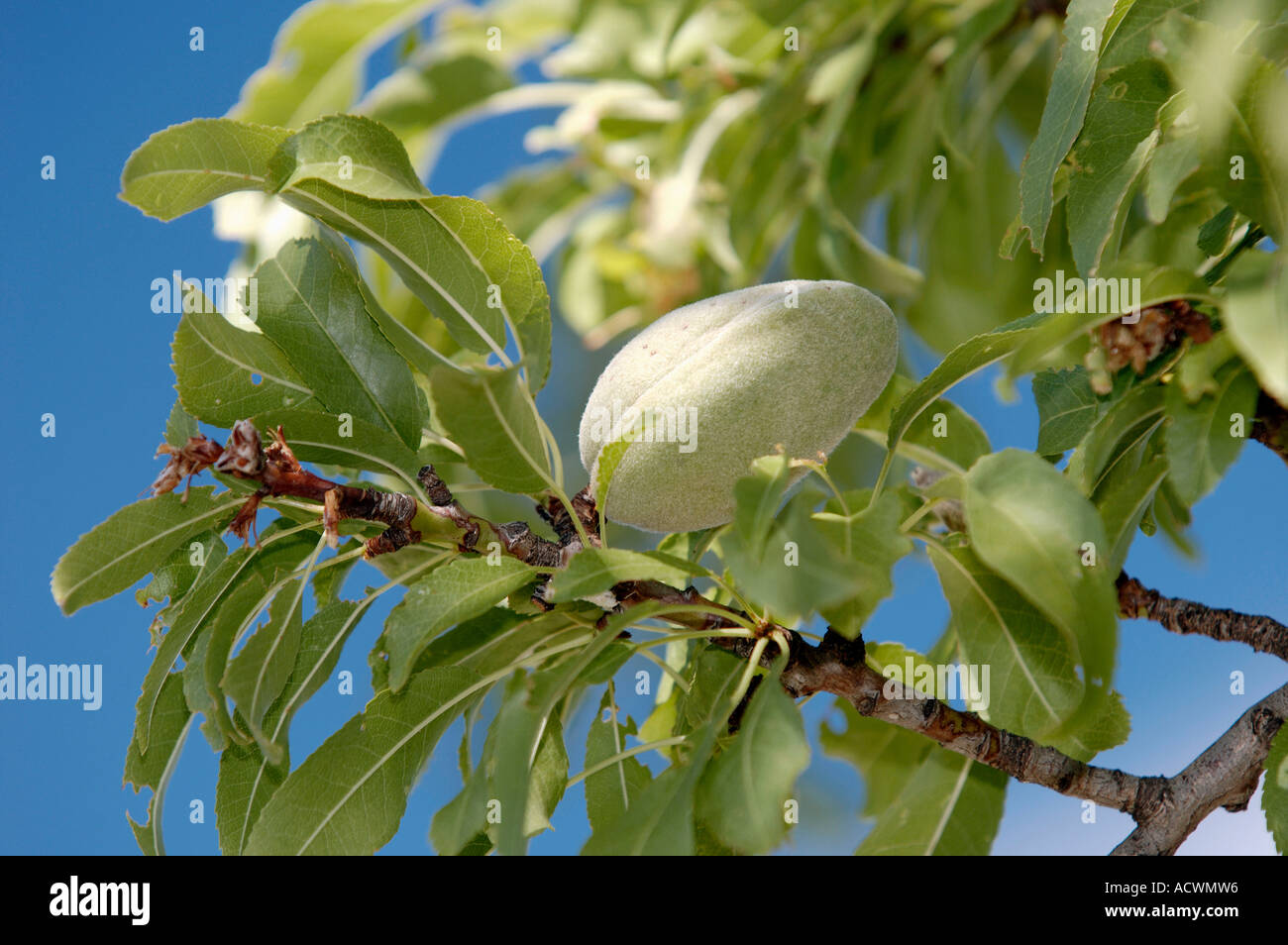 Rosaceae almond hi-res stock photography and images - Alamy