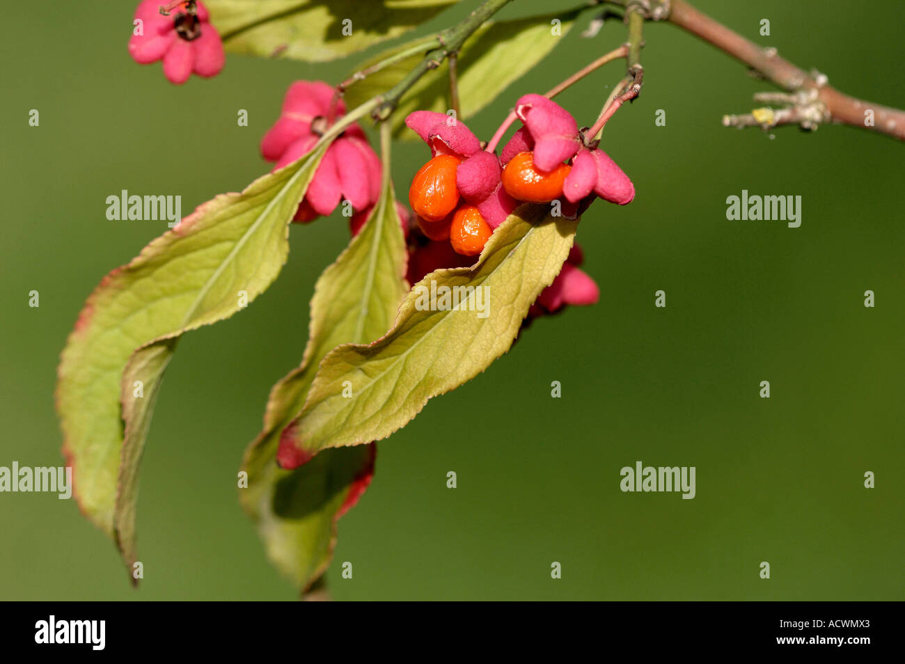 Spindle branch hi-res stock photography and images - Alamy
