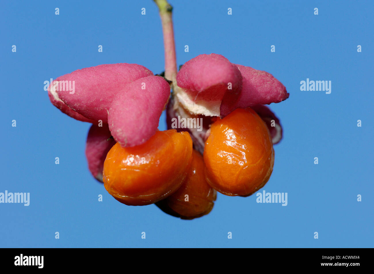 Spindle tree hi-res stock photography and images - Alamy