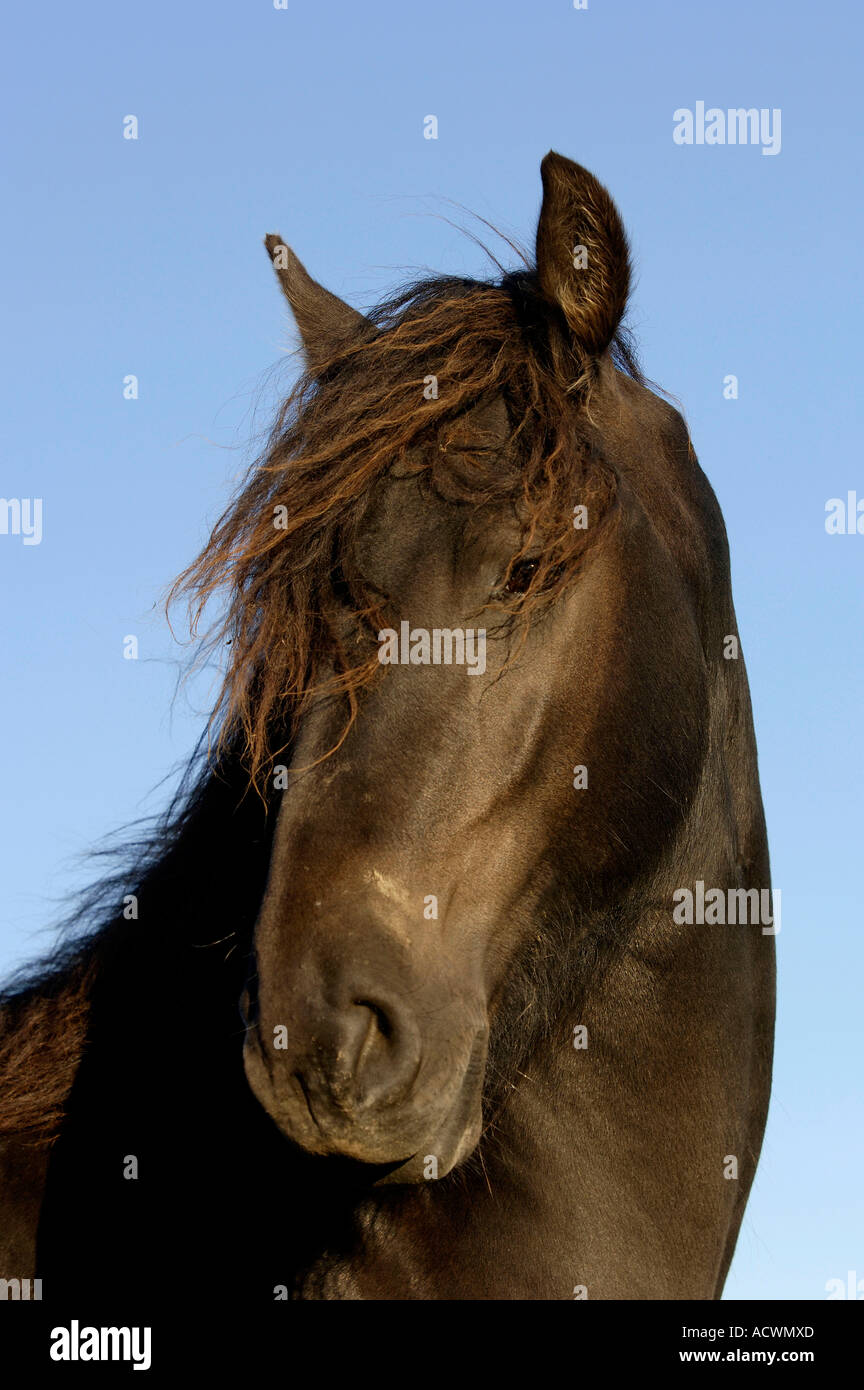 Landais hi-res stock photography and images - Alamy