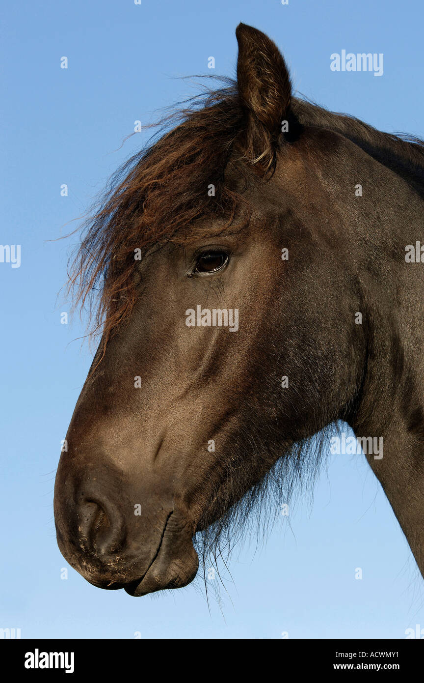 Landais pony hi-res stock photography and images - Alamy