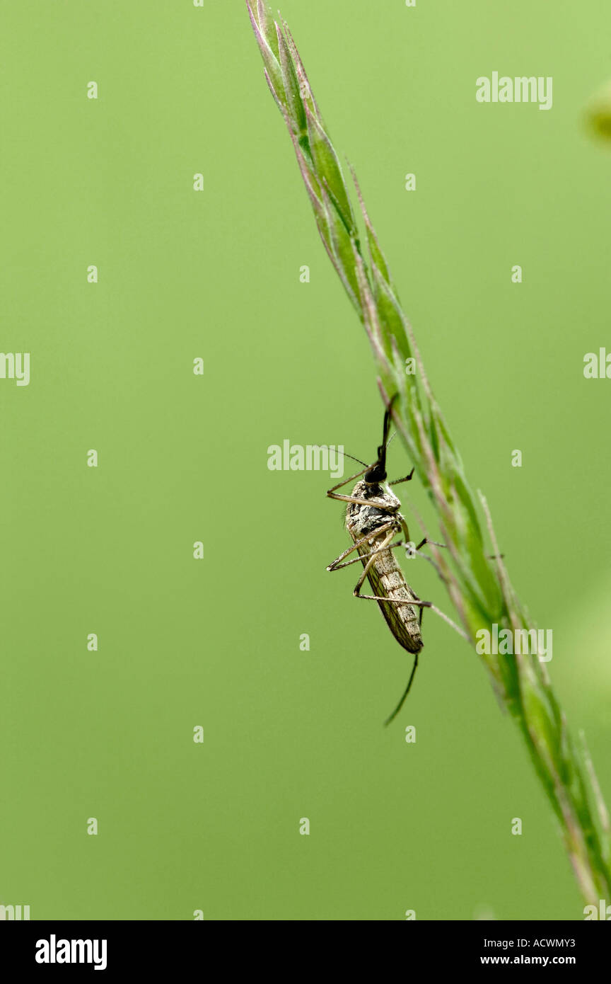 Gnat hi-res stock photography and images - Alamy