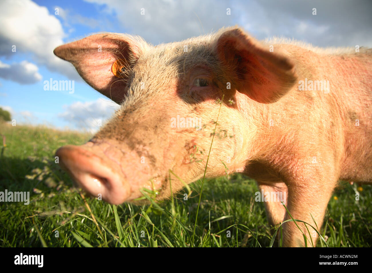 Travel photography of Farmland with pigs, in the Ardennes, Belgium ...
