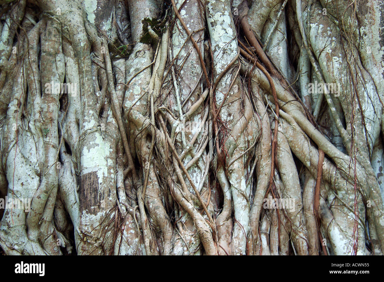 detail of a fig tree in the african rainforest Stock Photo - Alamy