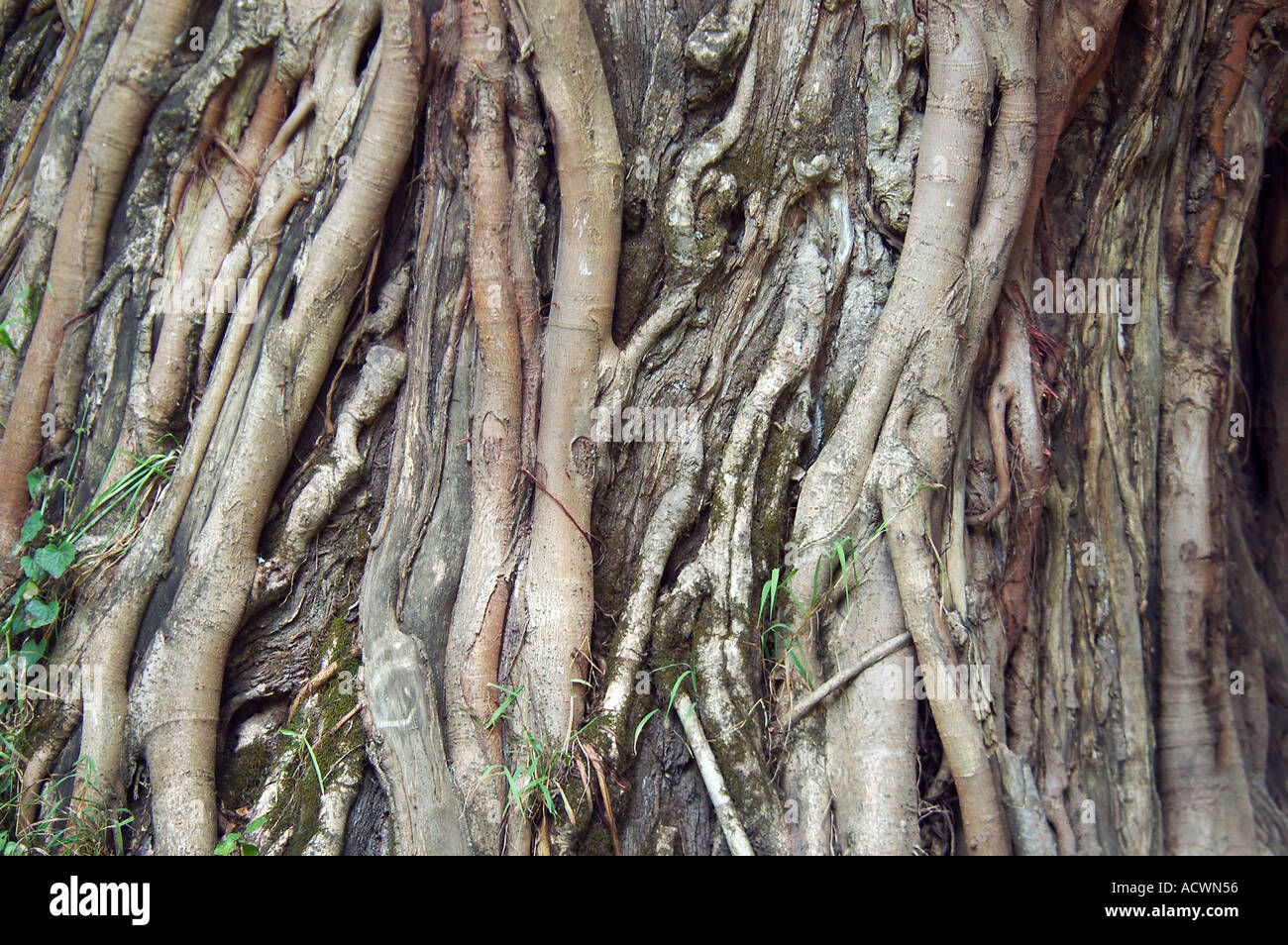 detail of a fig tree in the african rainforest Stock Photo - Alamy