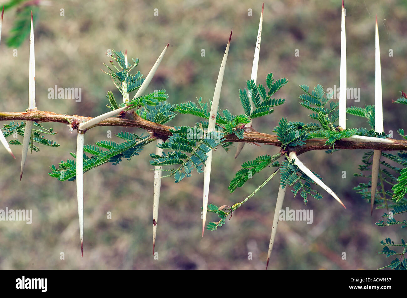 prickles of an african acacia Stock Photo - Alamy