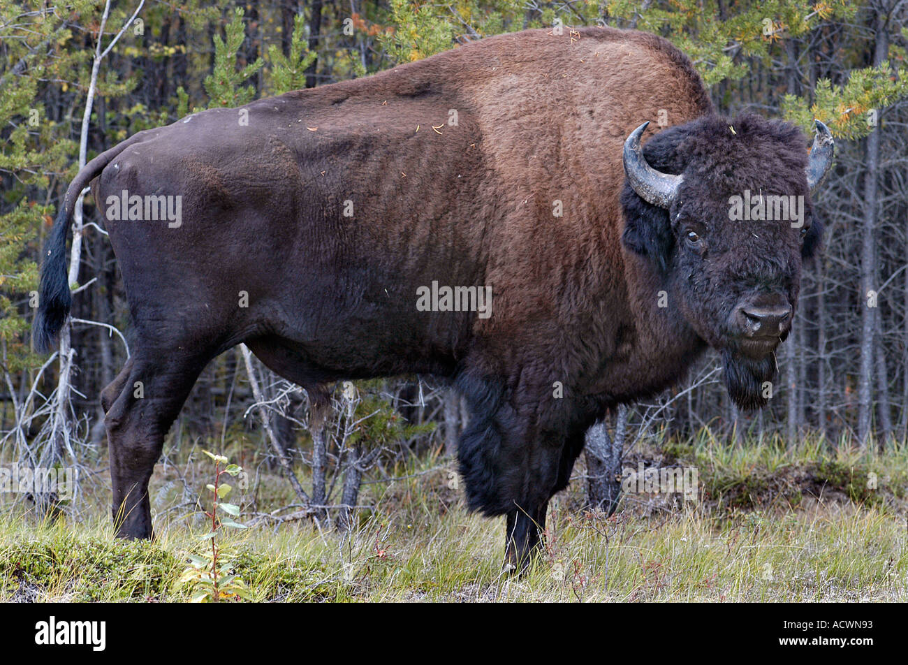 Lonely buffalo grazing on pasture hi-res stock photography and images ...