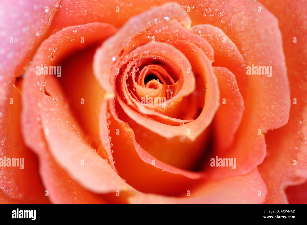 rose flower roseblossom Stock Photo - Alamy