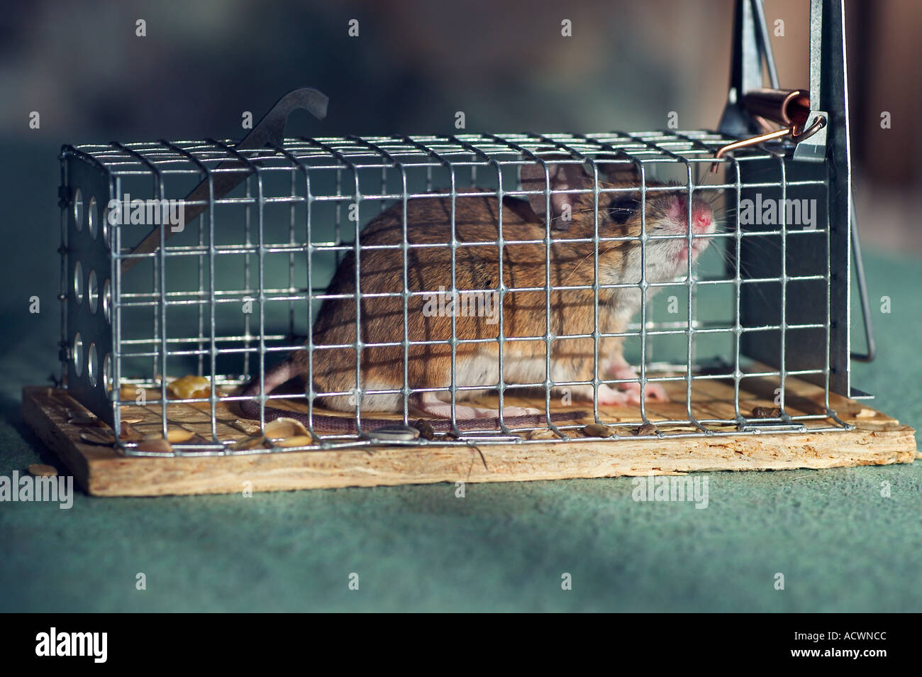 Cruelty Mouse High Resolution Stock Photography and Images - Alamy