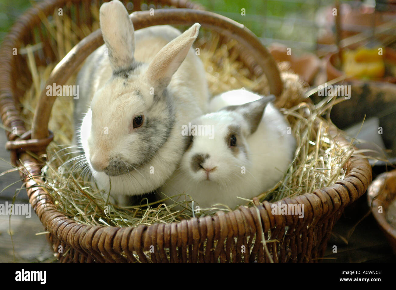 Rabbit mother baby hi-res stock photography and images - Alamy