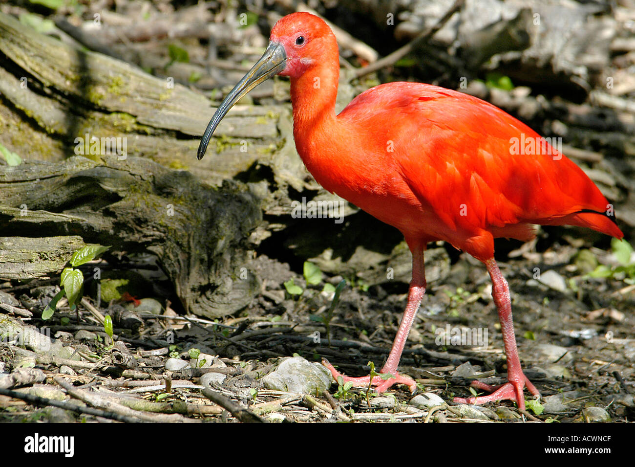 Red Ibis in the rainforest Stock Photo - Alamy