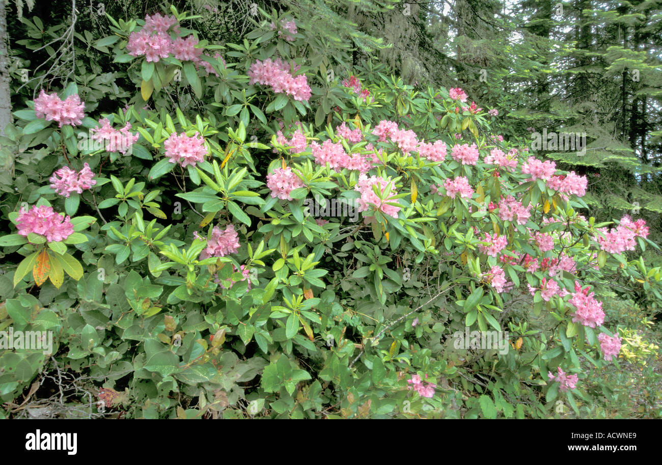 flowering rhododendron in the Cascade Range Stock Photo - Alamy