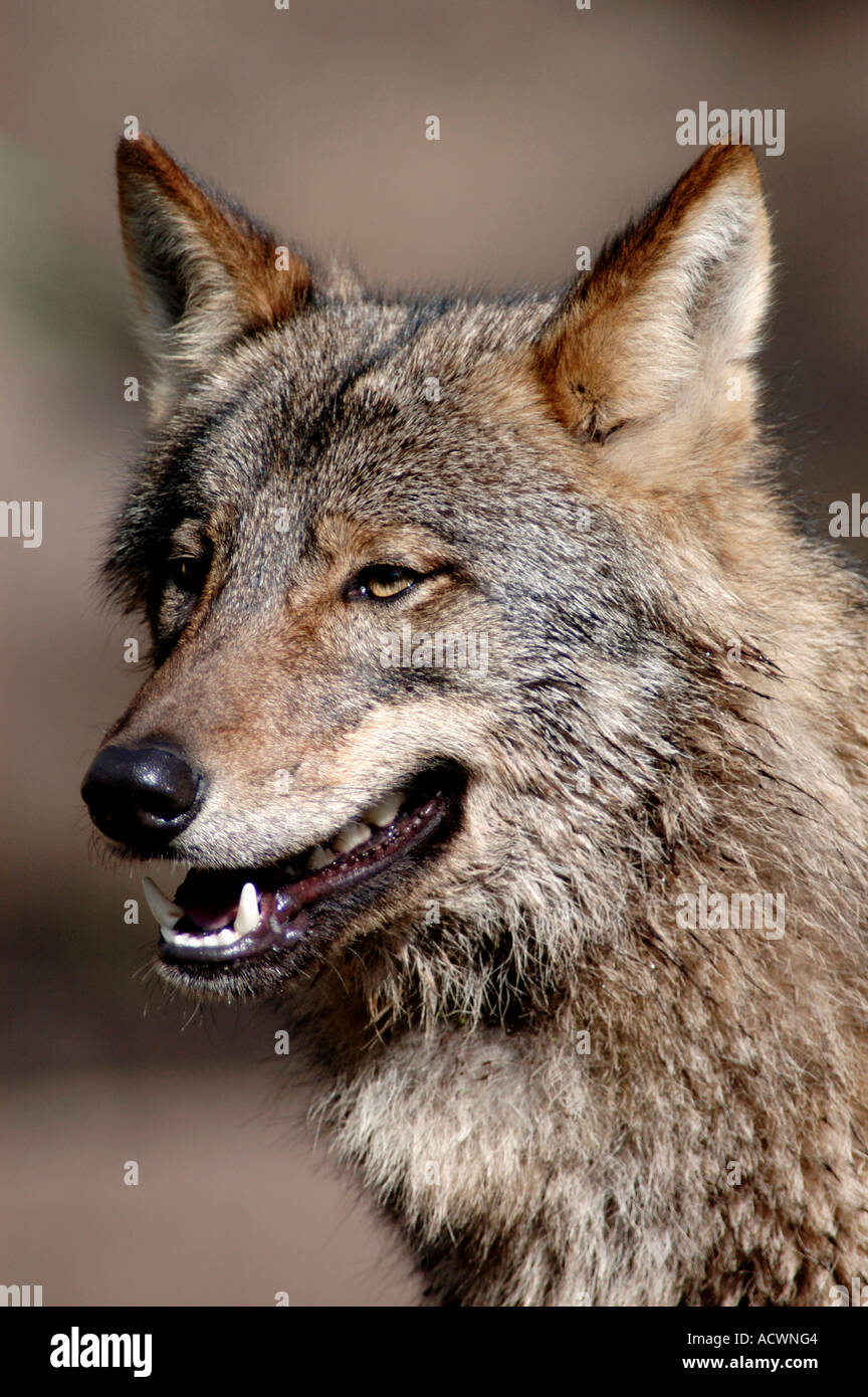 Iberian wolves canis lupus signatus hi-res stock photography and images ...