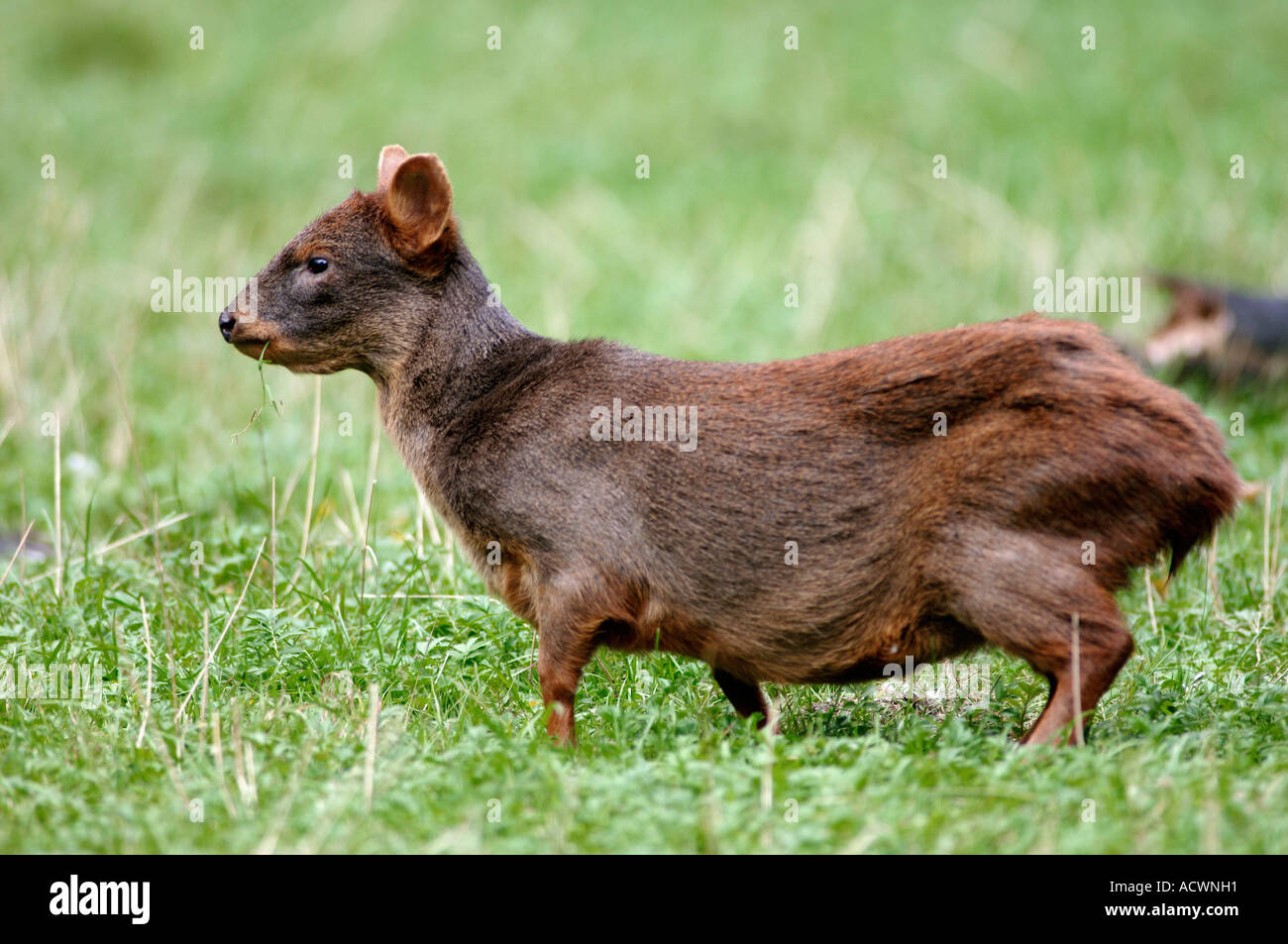Pudu deer hi-res stock photography and images - Alamy