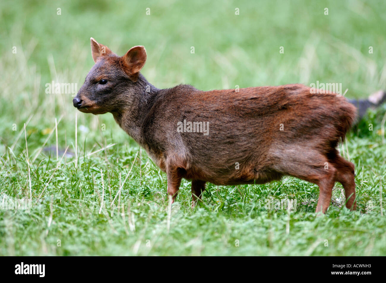 Pudu deer hi-res stock photography and images - Alamy