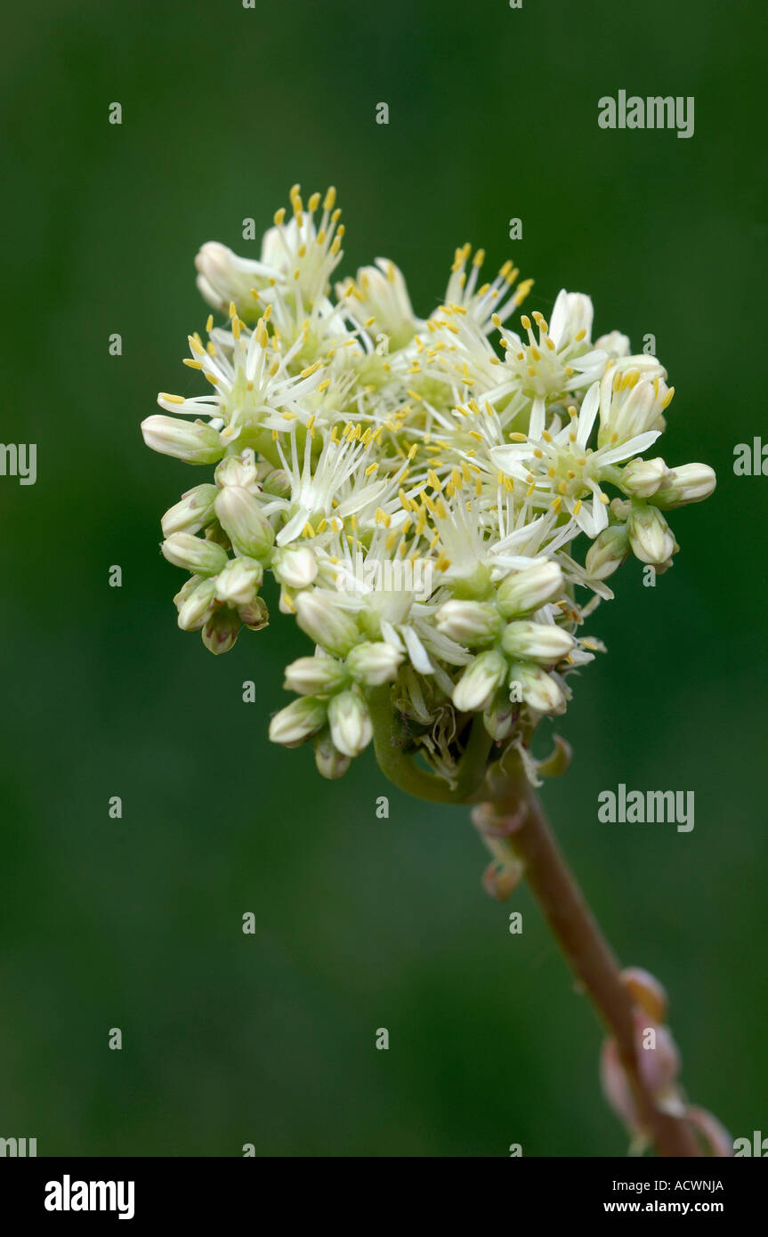 Reflexed stonecrop hi-res stock photography and images - Alamy