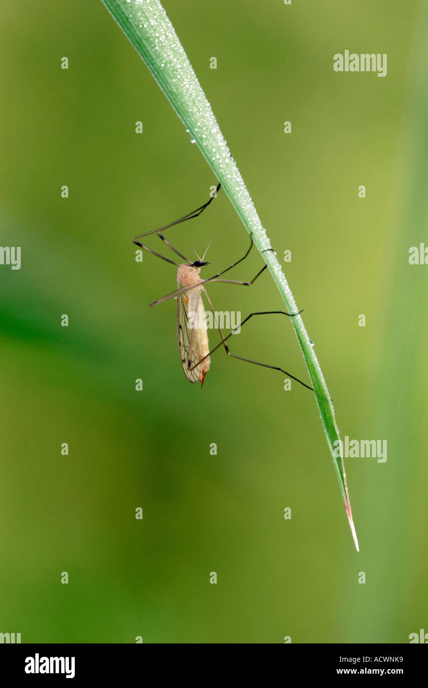 Long Leg Insects High Resolution Stock Photography and Images - Alamy
