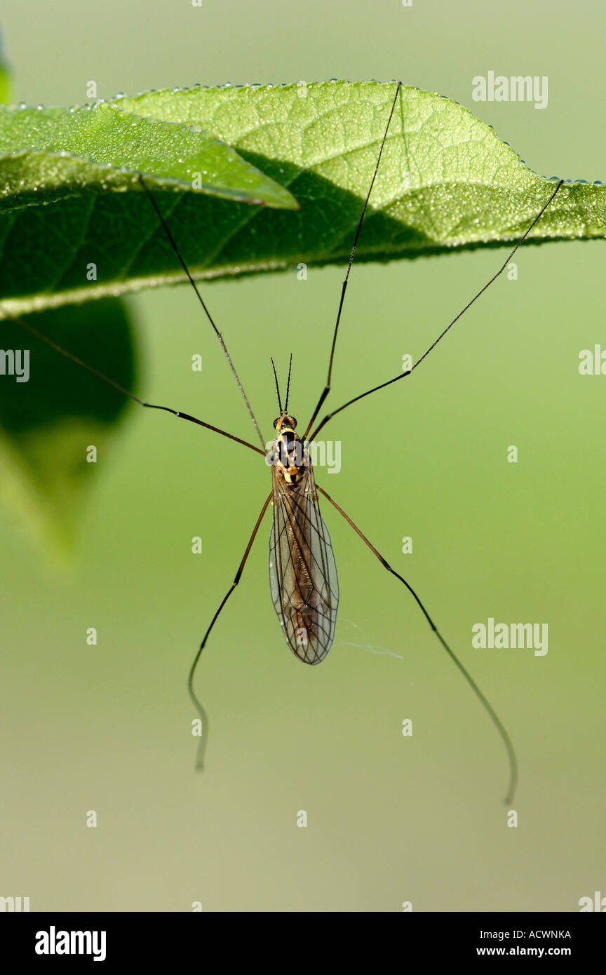 Cranefly / Daddy-Long-Leg Stock Photo - Alamy