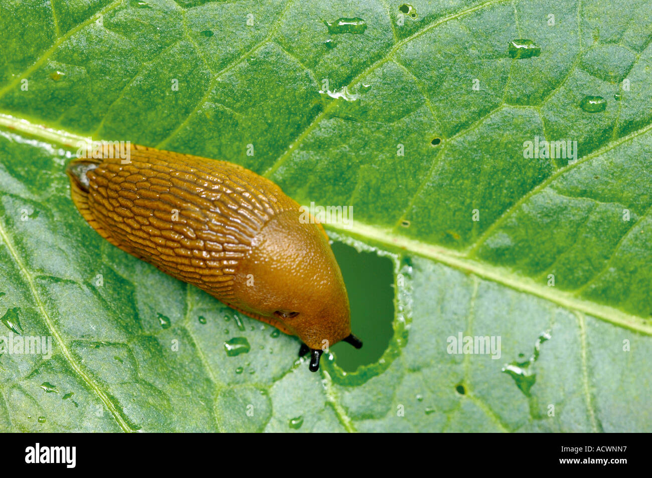 Greater red slug hi-res stock photography and images - Alamy