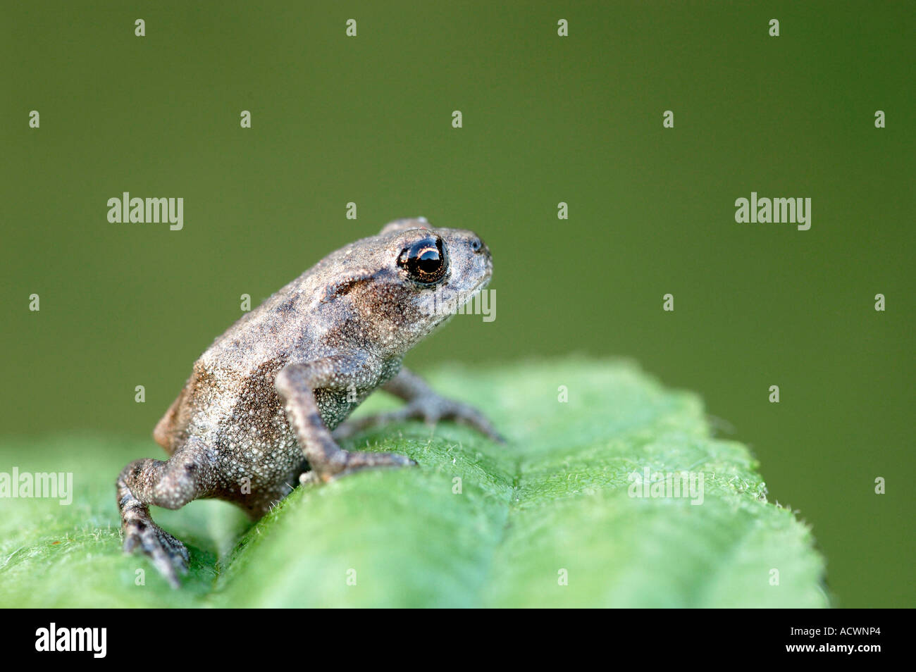 Common European Frog Stock Photo - Alamy