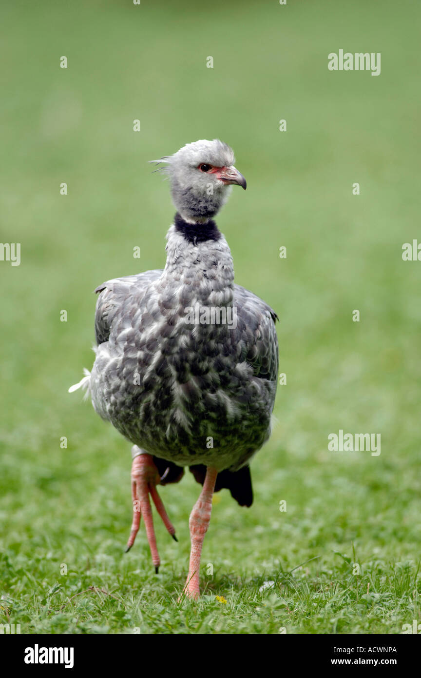 Southern Screamer / Crested Screamer Stock Photo - Alamy