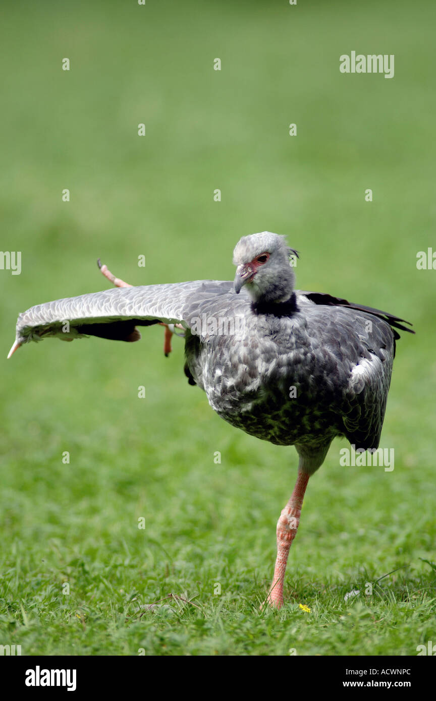 Southern Screamer / Crested Screamer Stock Photo - Alamy