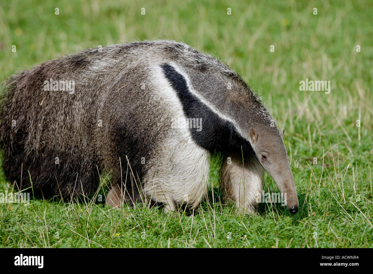 Giant anteater standing hi-res stock photography and images - Alamy
