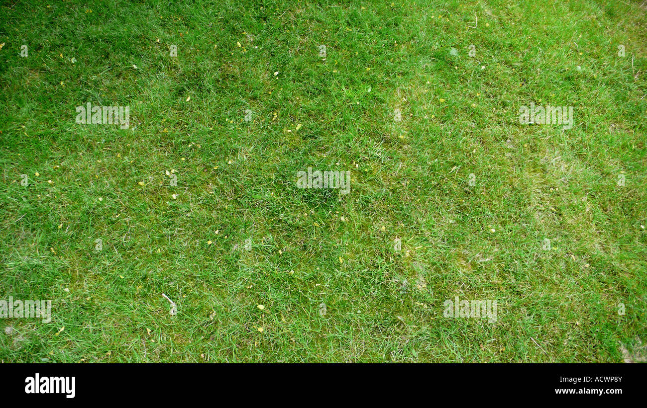 green lawn, Germany Stock Photo - Alamy