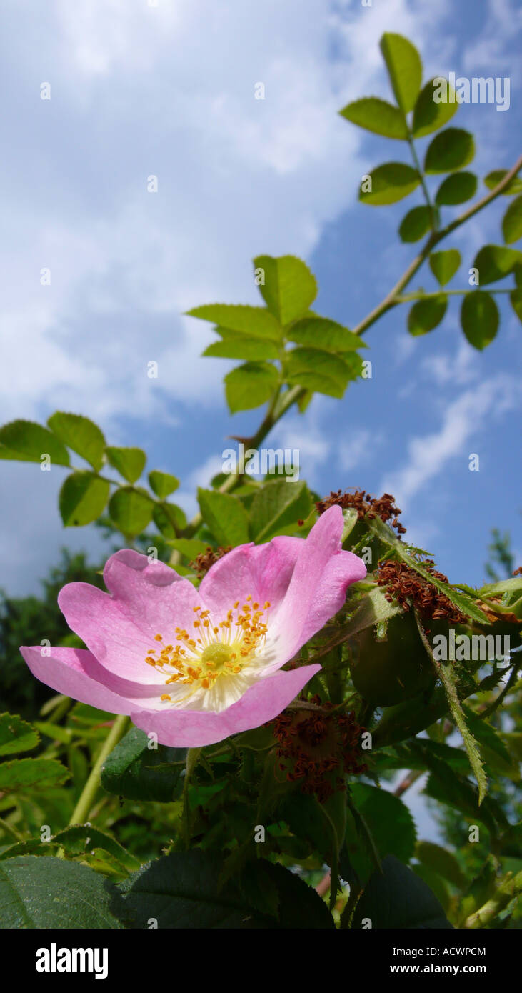 rugosa rose, Japanese rose (Rosa rugosa), blooming, Germany Stock Photo ...