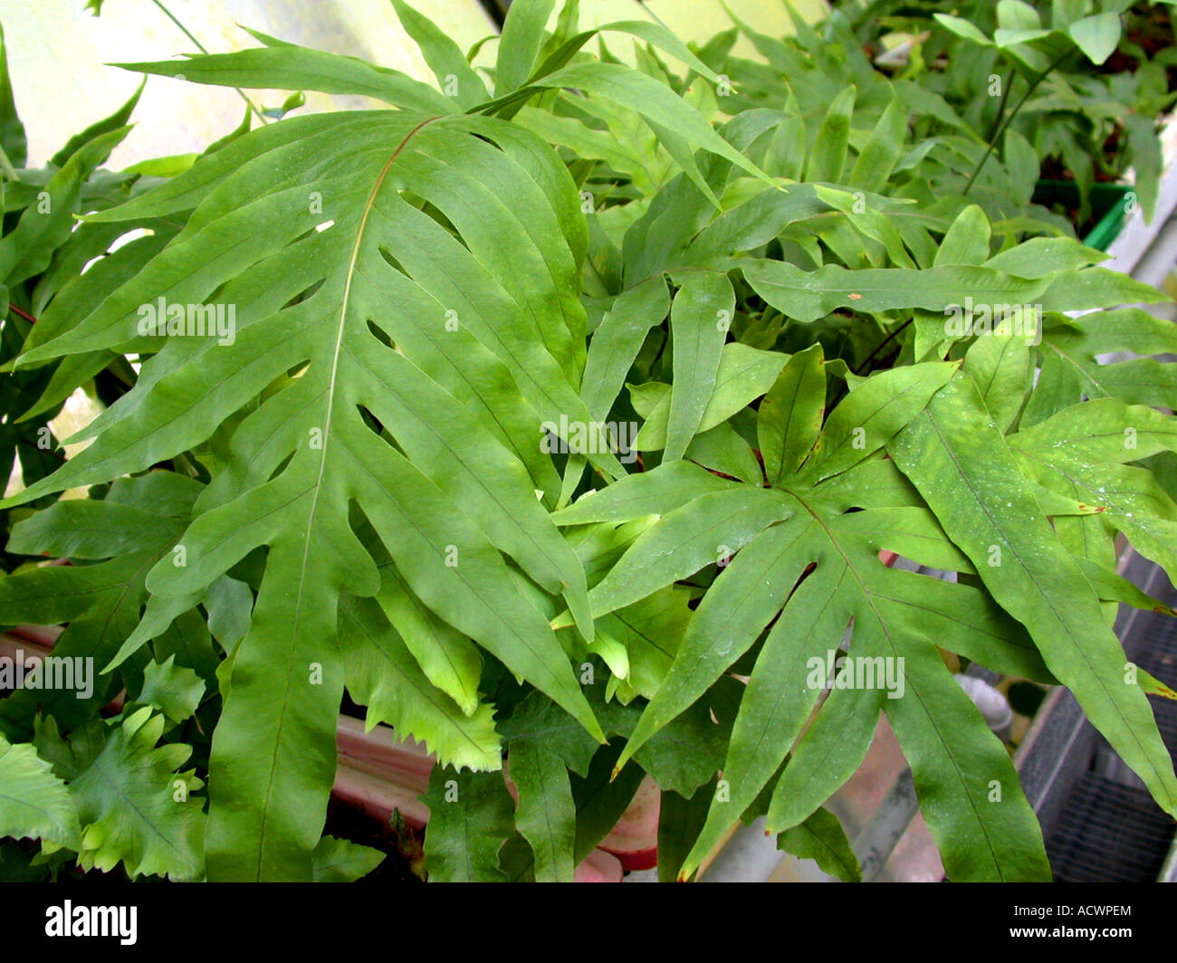 Golden polypody, Golden serpent fern, Cabbage palm fern (Phlebodium ...