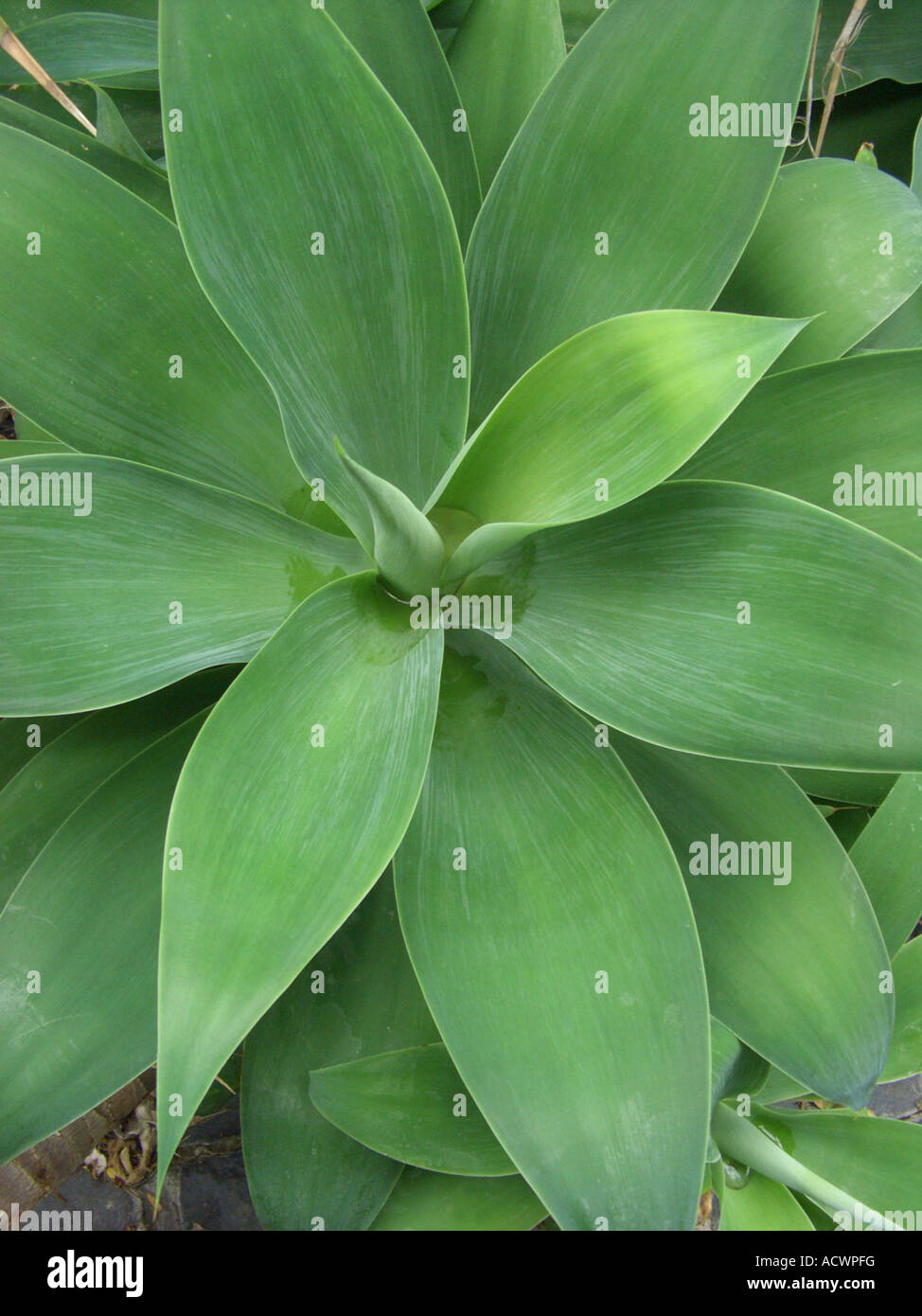 foxtail agave, spineless century plant (Agave attenuata), leaves Stock ...