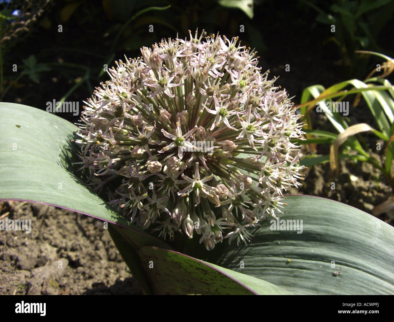 Turkestan Allium (Allium karataviense), inflorescence Stock Photo - Alamy