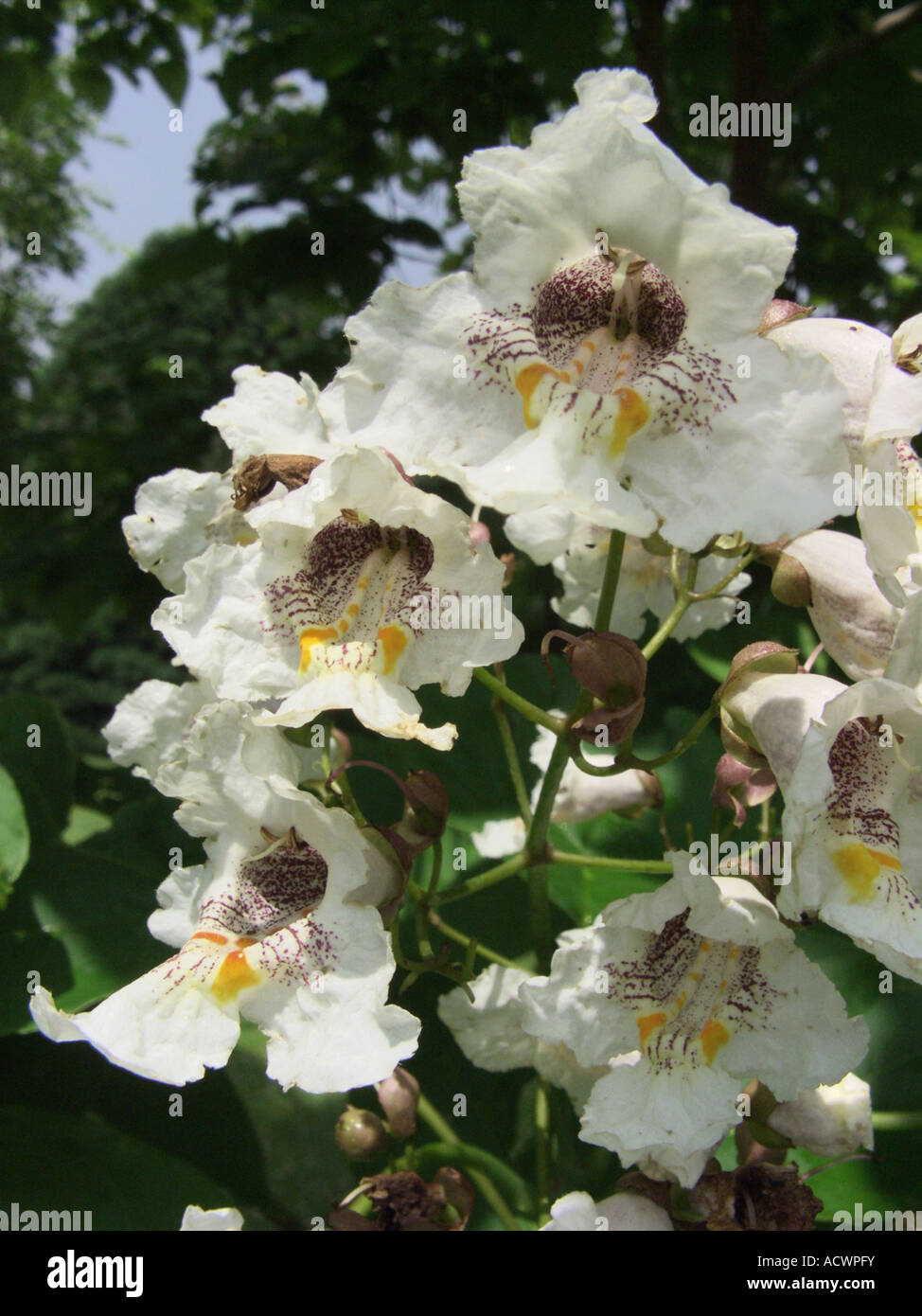 Indian bean tree (Catalpa bignonioides), flowers Stock Photo - Alamy
