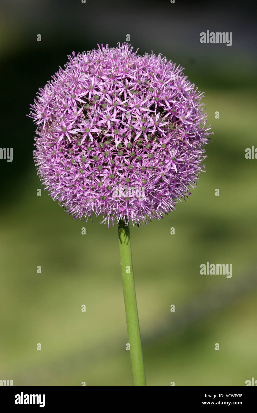 Allium onion aflatunense Stock Photo - Alamy