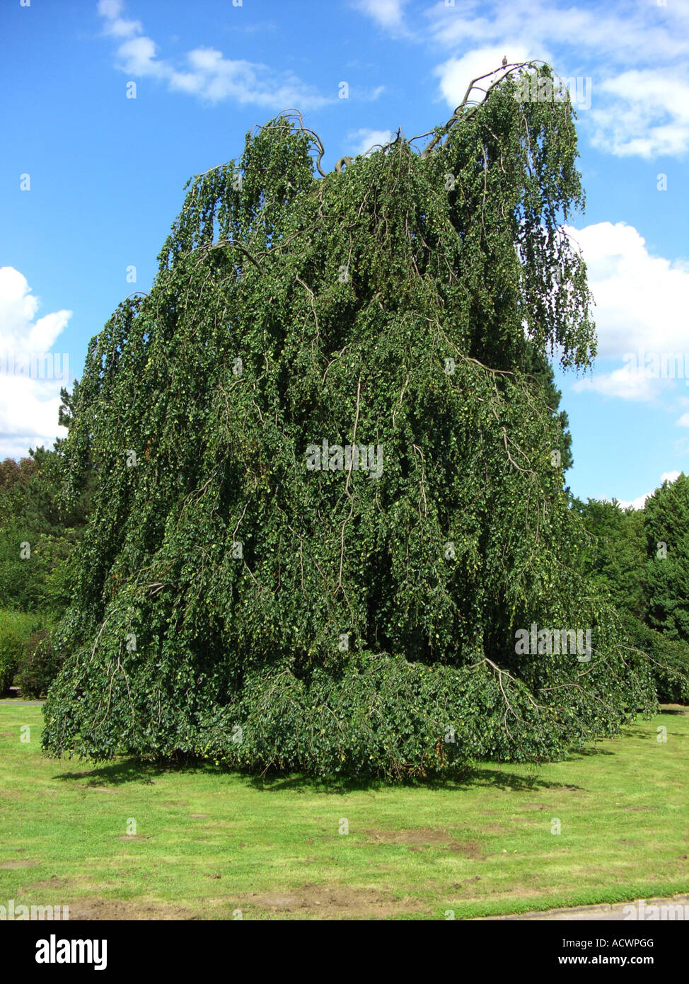 Weeping beech (Fagus sylvatica 'Pendula', Fagus sylvatica Pendula ...