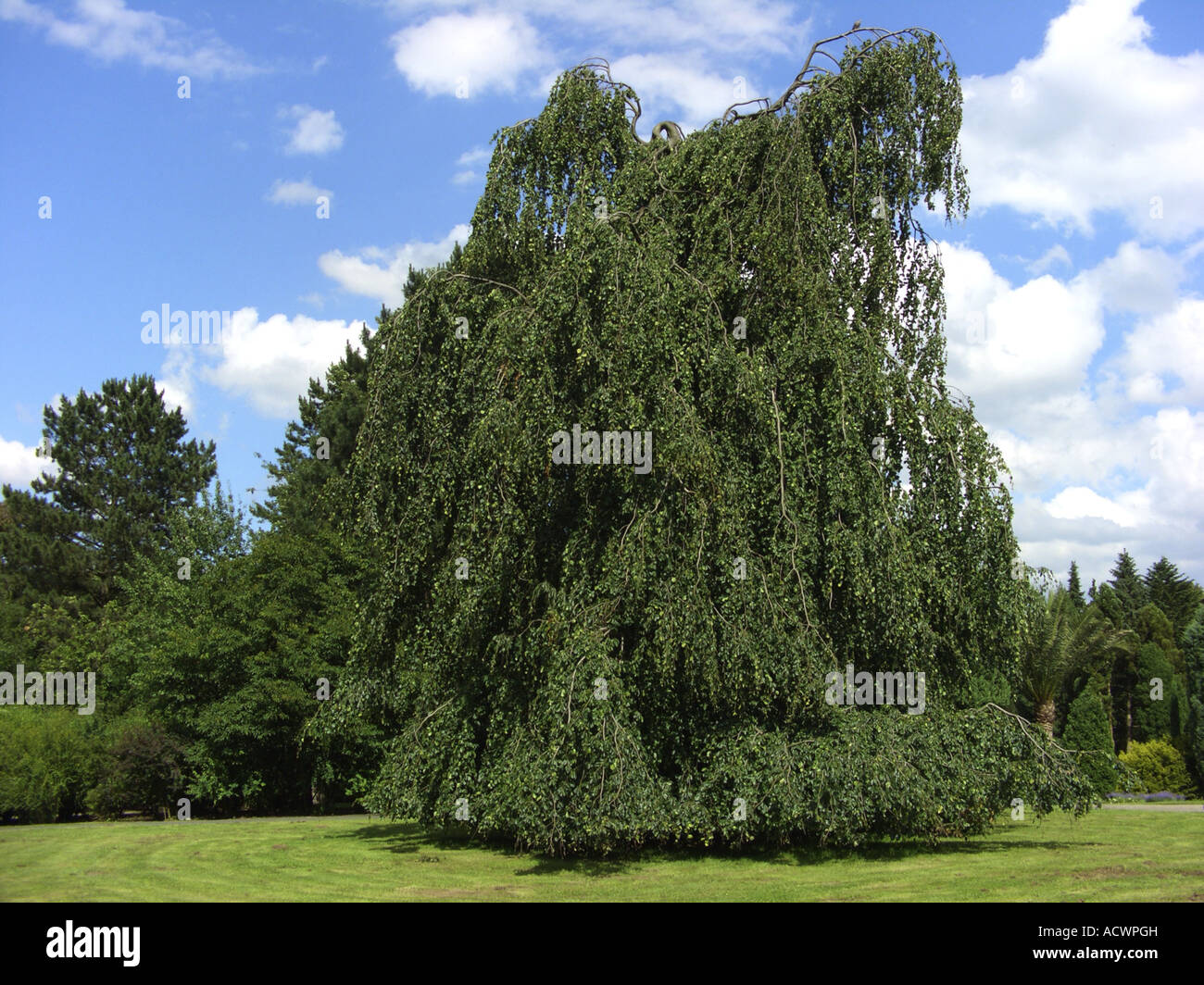 Common beech fagus sylvatica pendula hi-res stock photography and ...