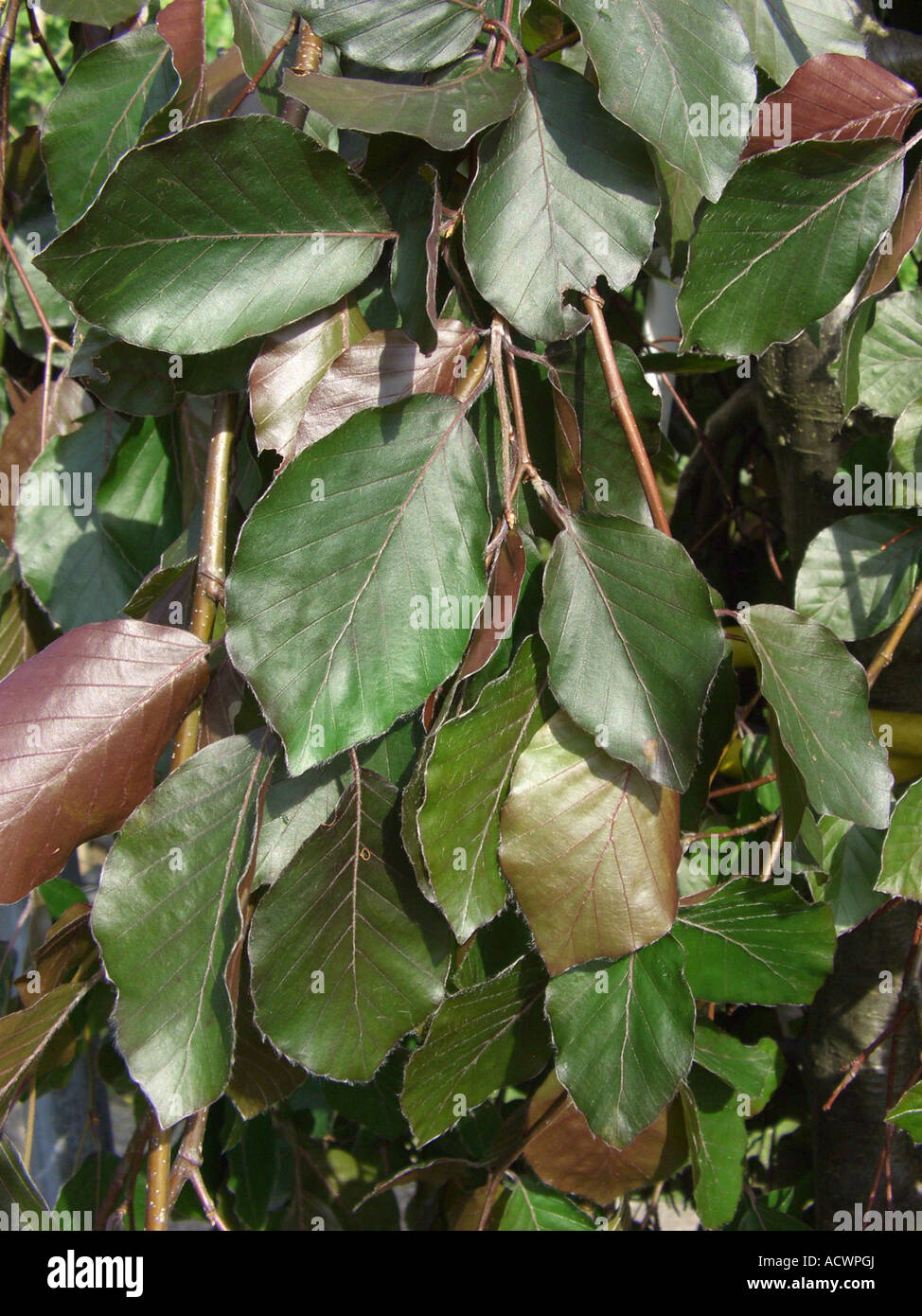 Purple Weeping beech (Fagus sylvatica 'Purpurea Pendula', Fagus ...