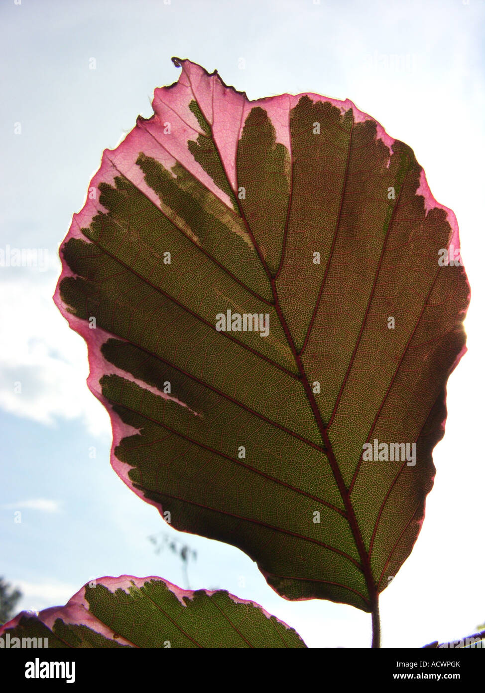 common beech (Fagus sylvatica 'Tricolor', Fagus sylvatica Tricolor ...