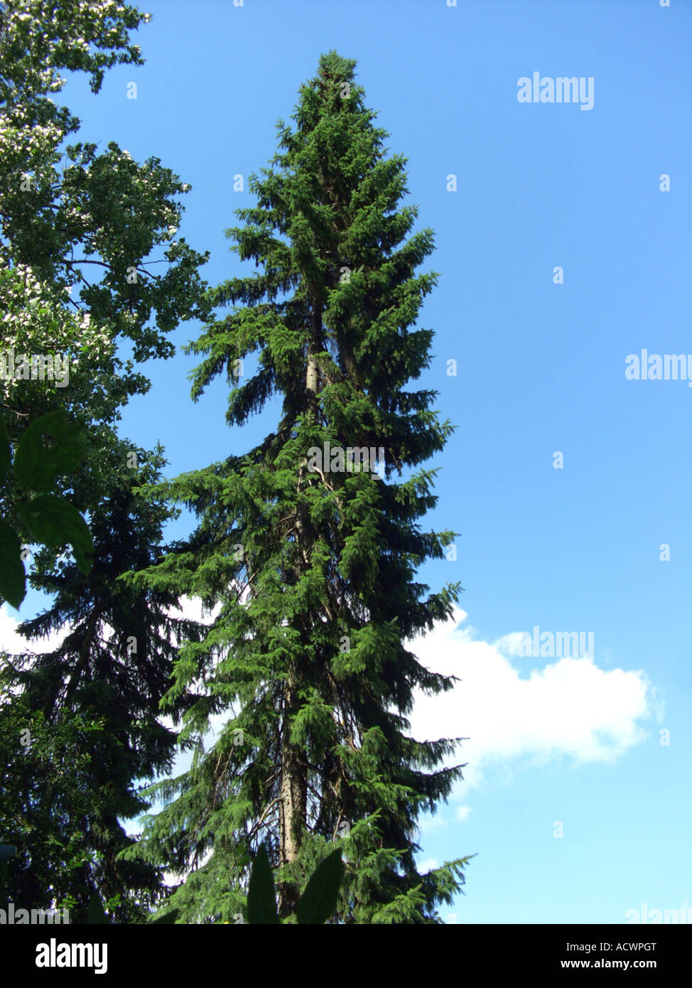 Serbian Spruce (Picea omorika), single tree Stock Photo - Alamy