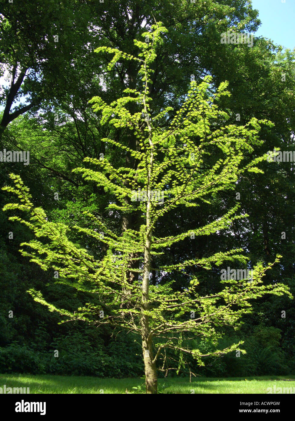 Golden Larch (Pseudolarix amabilis (Pseudolarix kaempferi)), single ...