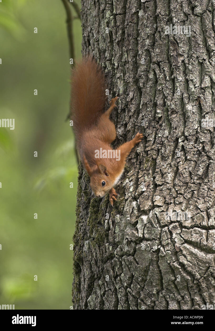 European red squirrel, Eurasian red squirrel (Sciurus vulgaris), head ...
